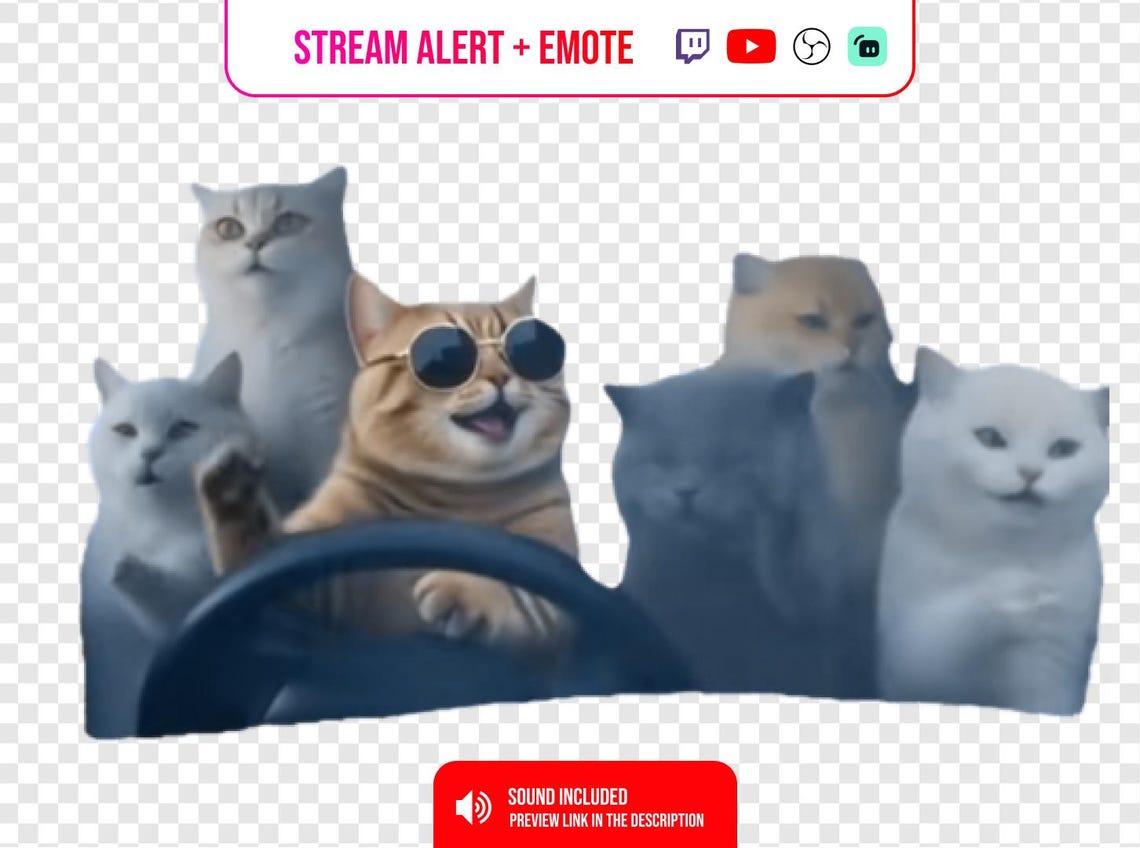 Cool Cats Driving Stream Alert + Emote Set | Funny Cat Crew Twitch ...