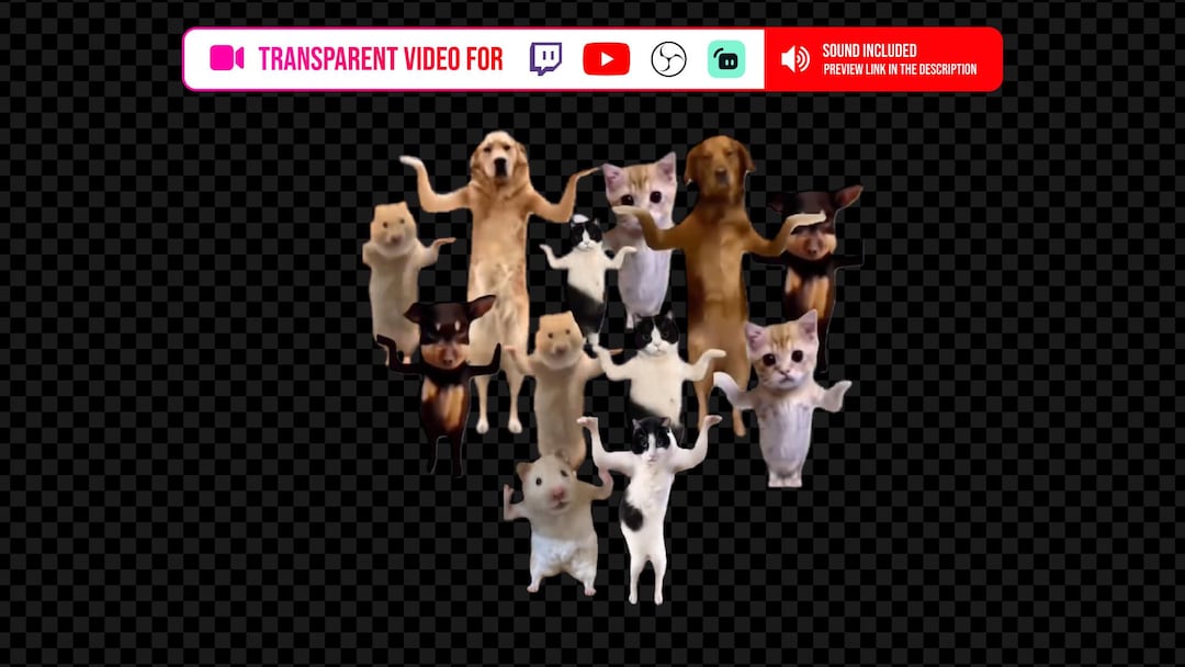 Transparent Stream Alert Video Background Animals Belly Dancing Meme ...