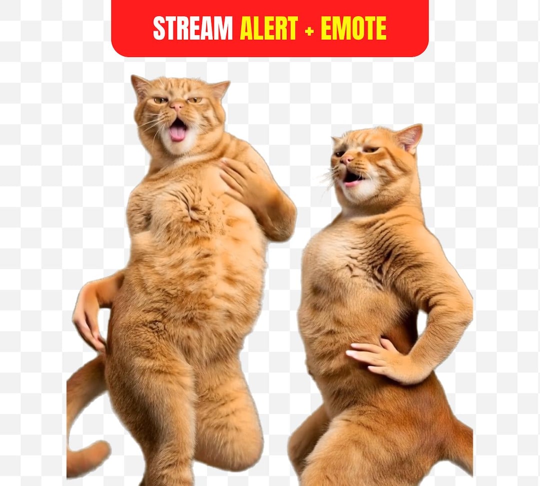 Alerta y emoticono de Twitch de gato bailando, alerta de transmisión ...