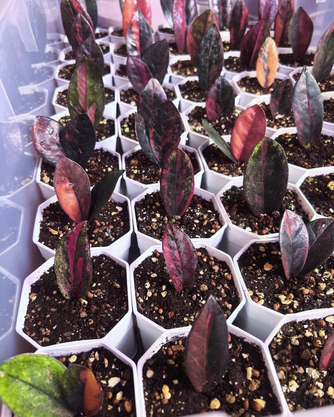 Zz Zamioculcas Zamiifolia Black Pink Variegated - Etsy