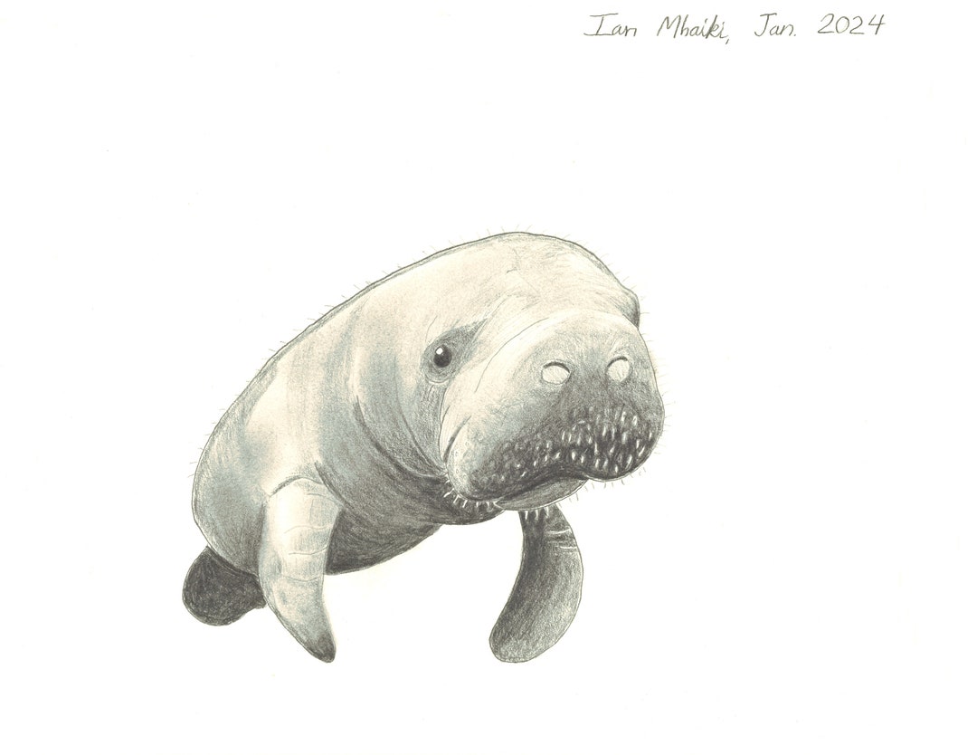 Manatee (realistic Grayscale Pencil Sketch) - Etsy