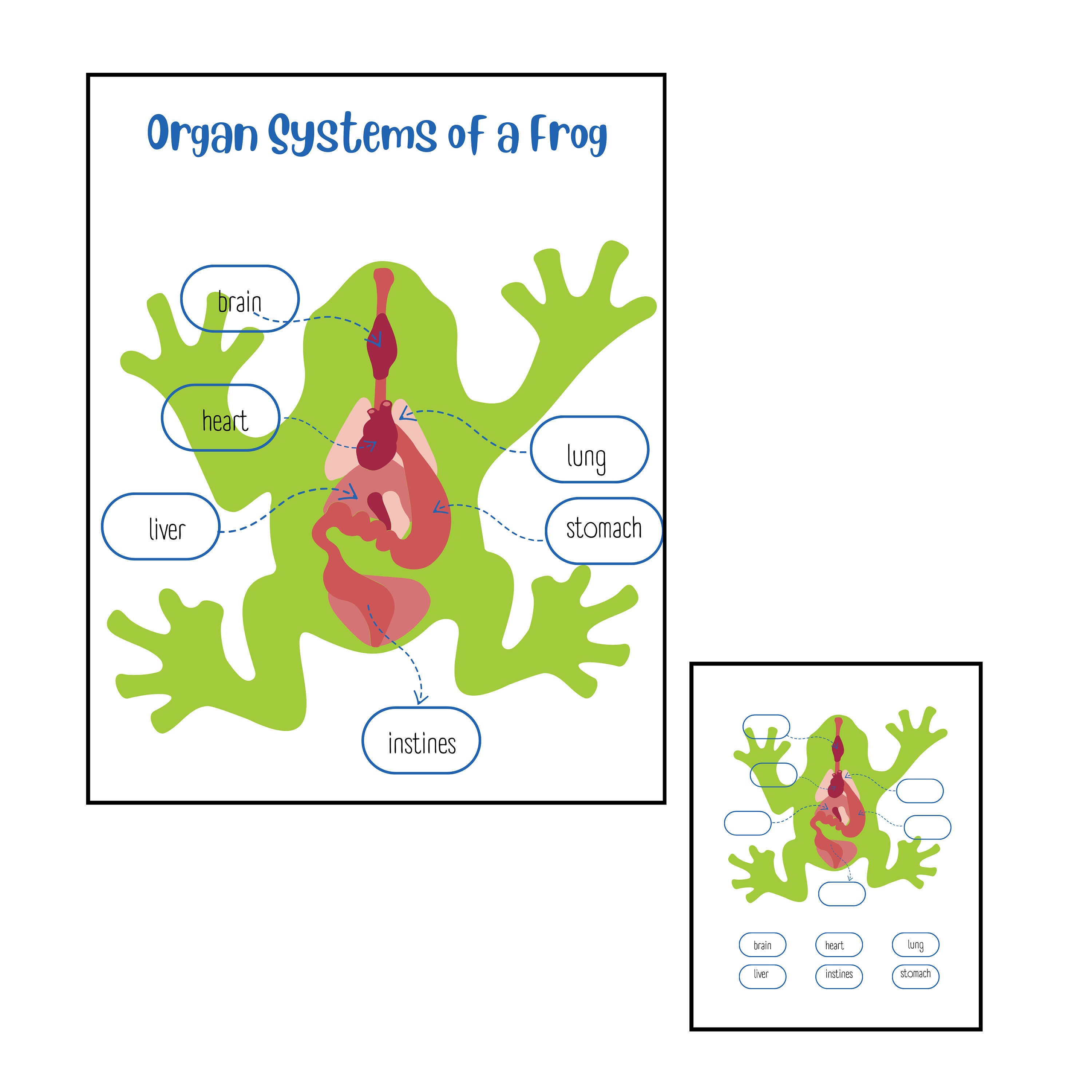 Frog Unit Study Homeschool Resources Frog and Toad Life Cycle & Anatomy ...