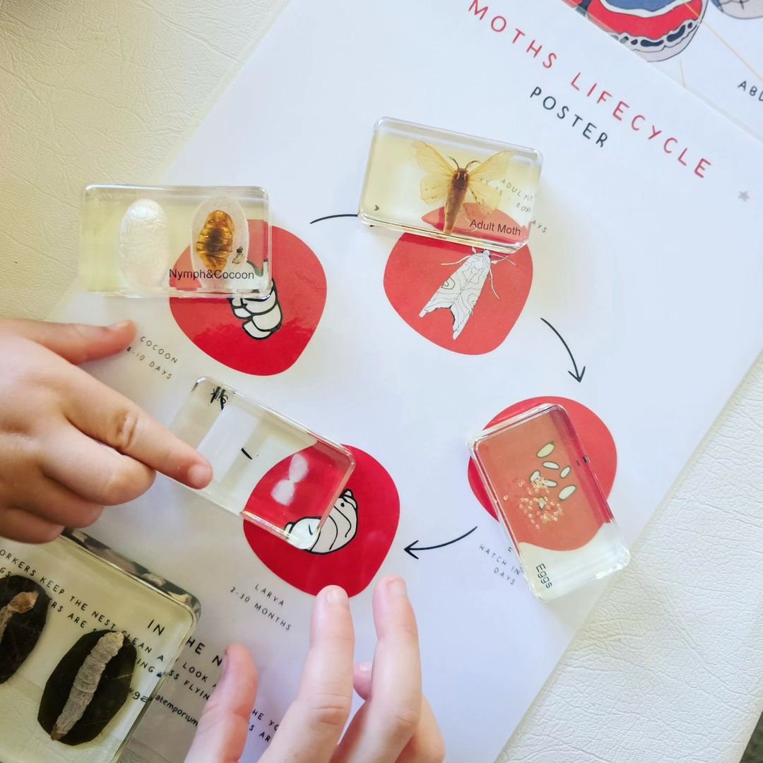 Silkworm Life Cycle Specimen Sensory Play Learning Resource Eggs, Larva ...