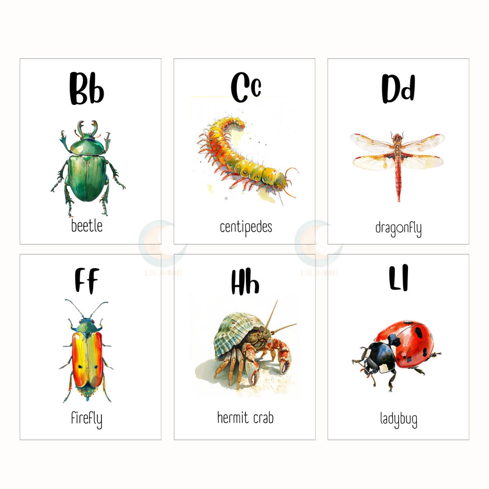 Arthropods A-Z Alphabet Flash Cards Bugs Illustration Artistic ...