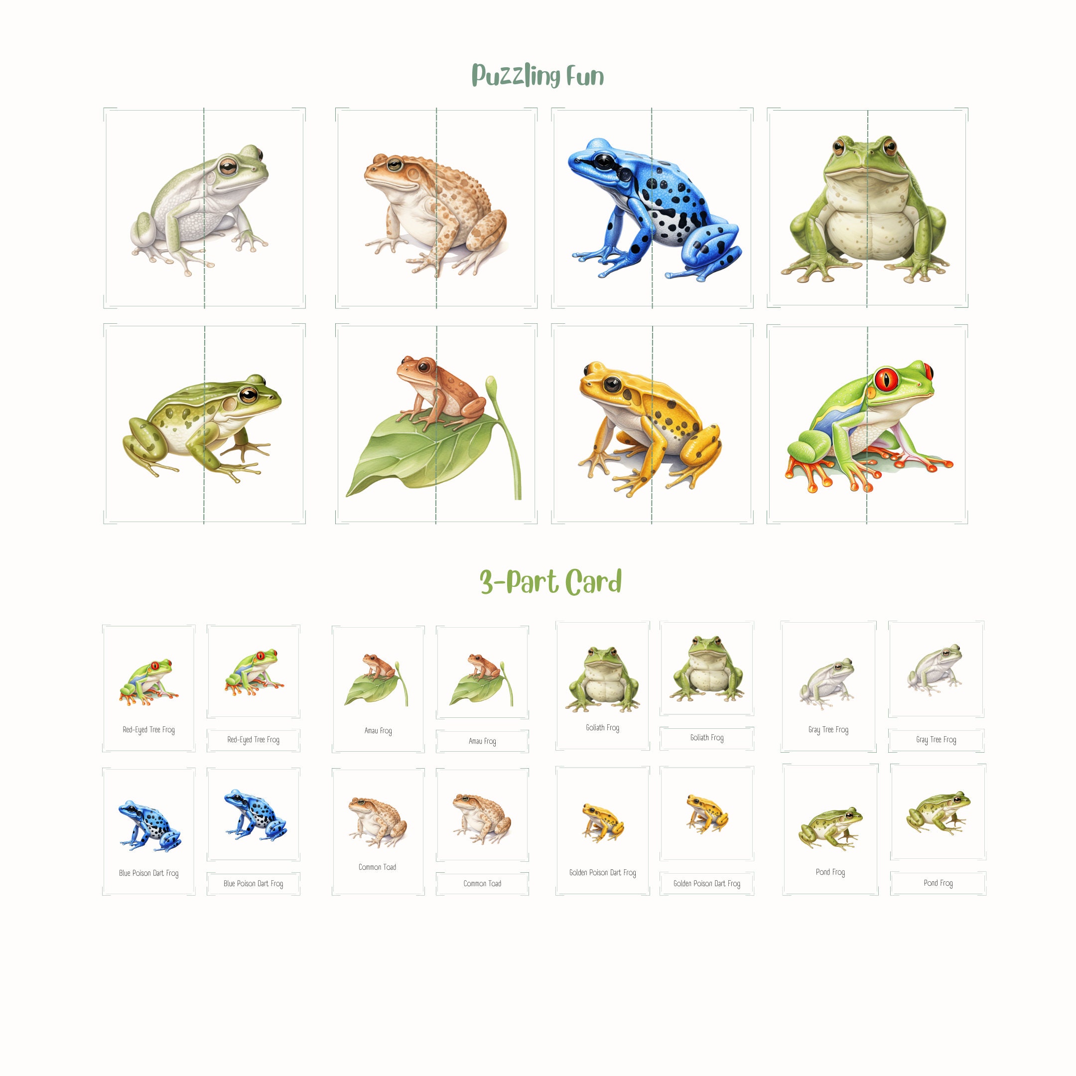 Frog Unit Study Homeschool Resources Frog and Toad Life Cycle & Anatomy ...