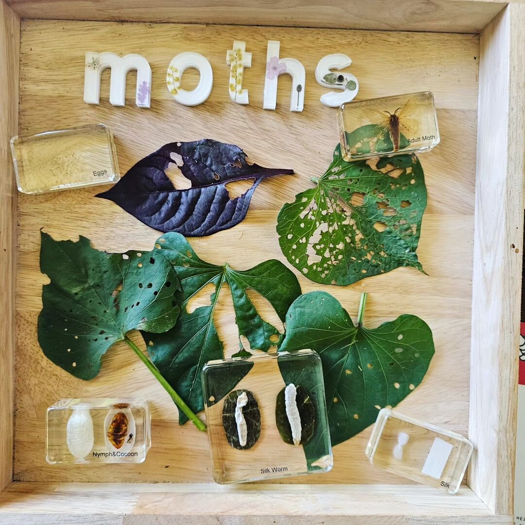 Silkworm Life Cycle Specimen - Sensory Play Learning Resource - Eggs ...