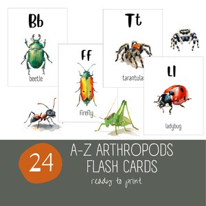 Arthropods A-Z Alphabet Flash Cards Bugs Illustration Artistic ...