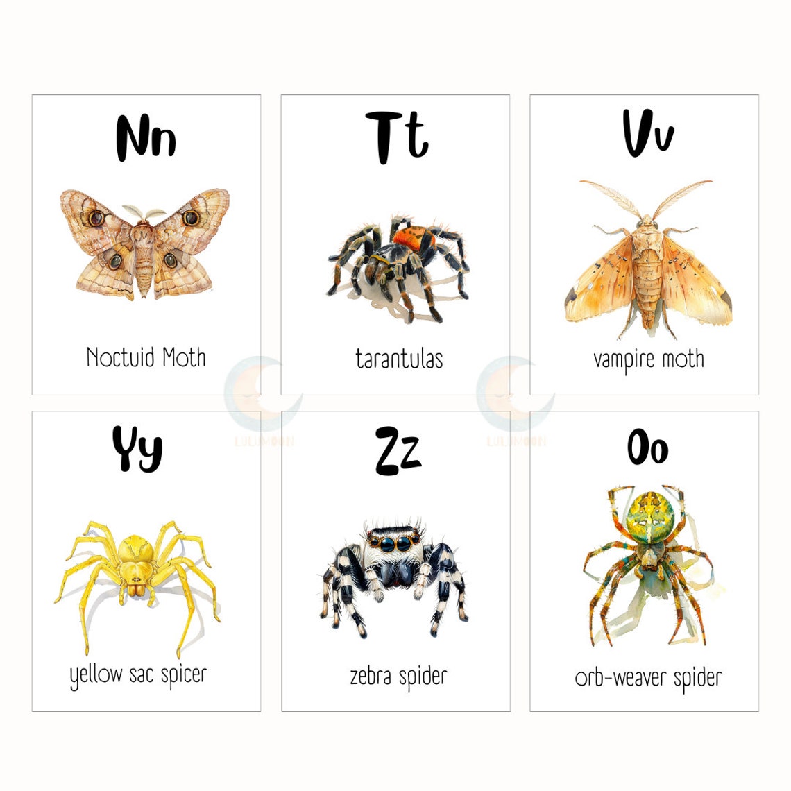 Arthropods A-Z Alphabet Flash Cards Bugs Illustration Artistic ...