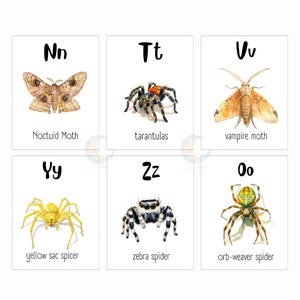 Arthropods A-Z Alphabet Flash Cards Bugs Illustration Artistic ...