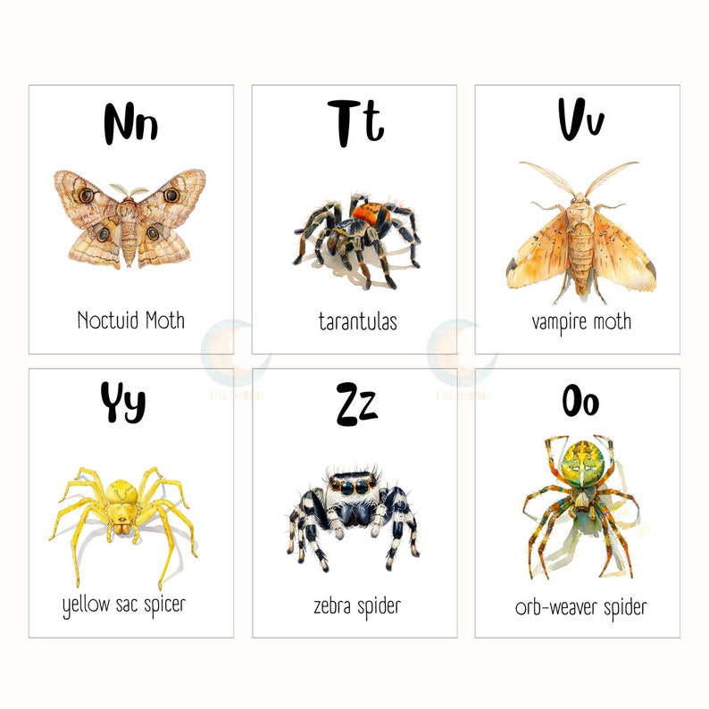 Arthropods A-Z Alphabet Flash Cards Bugs Illustration Artistic ...