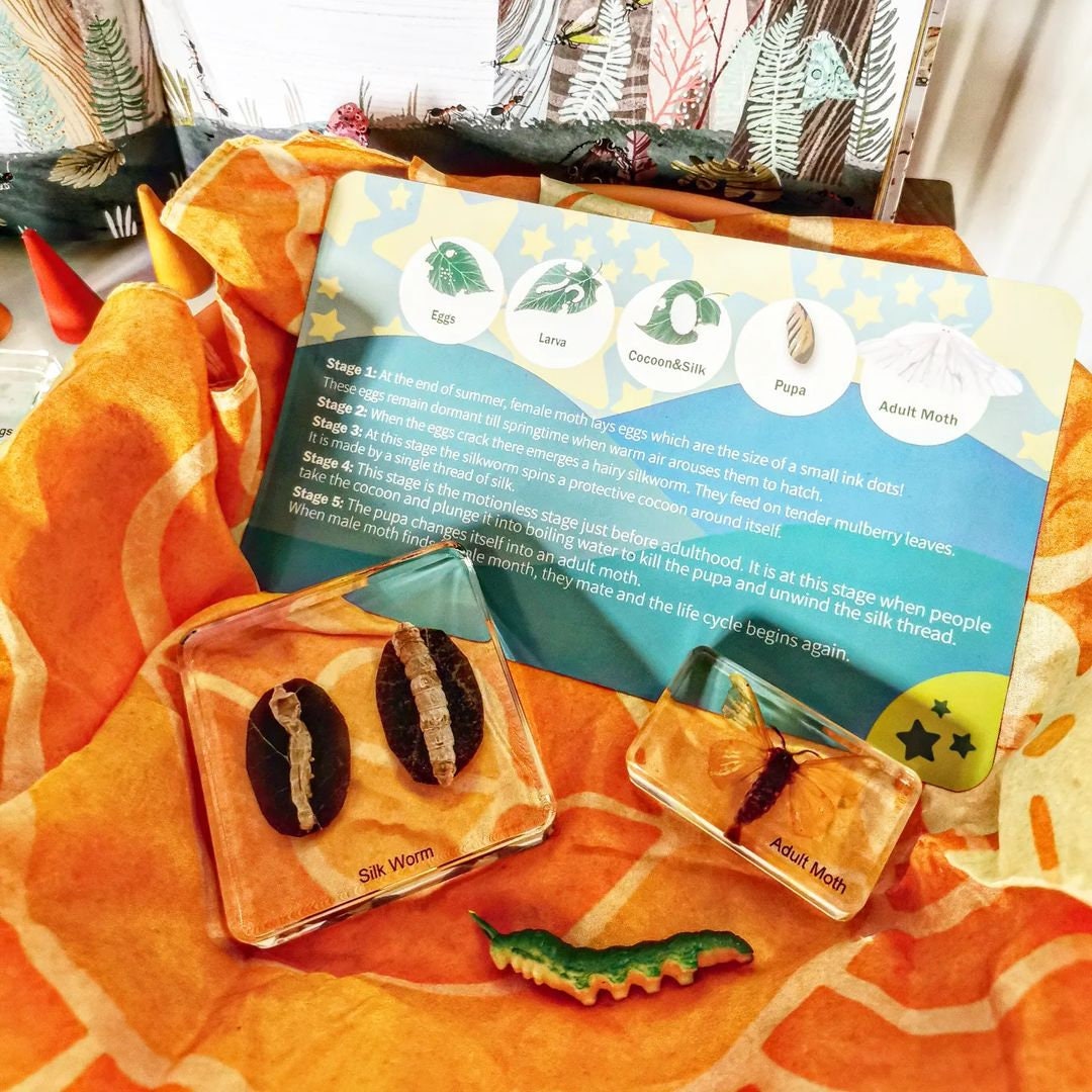 Silkworm Life Cycle Specimen Sensory Play Learning Resource Eggs, Larva ...