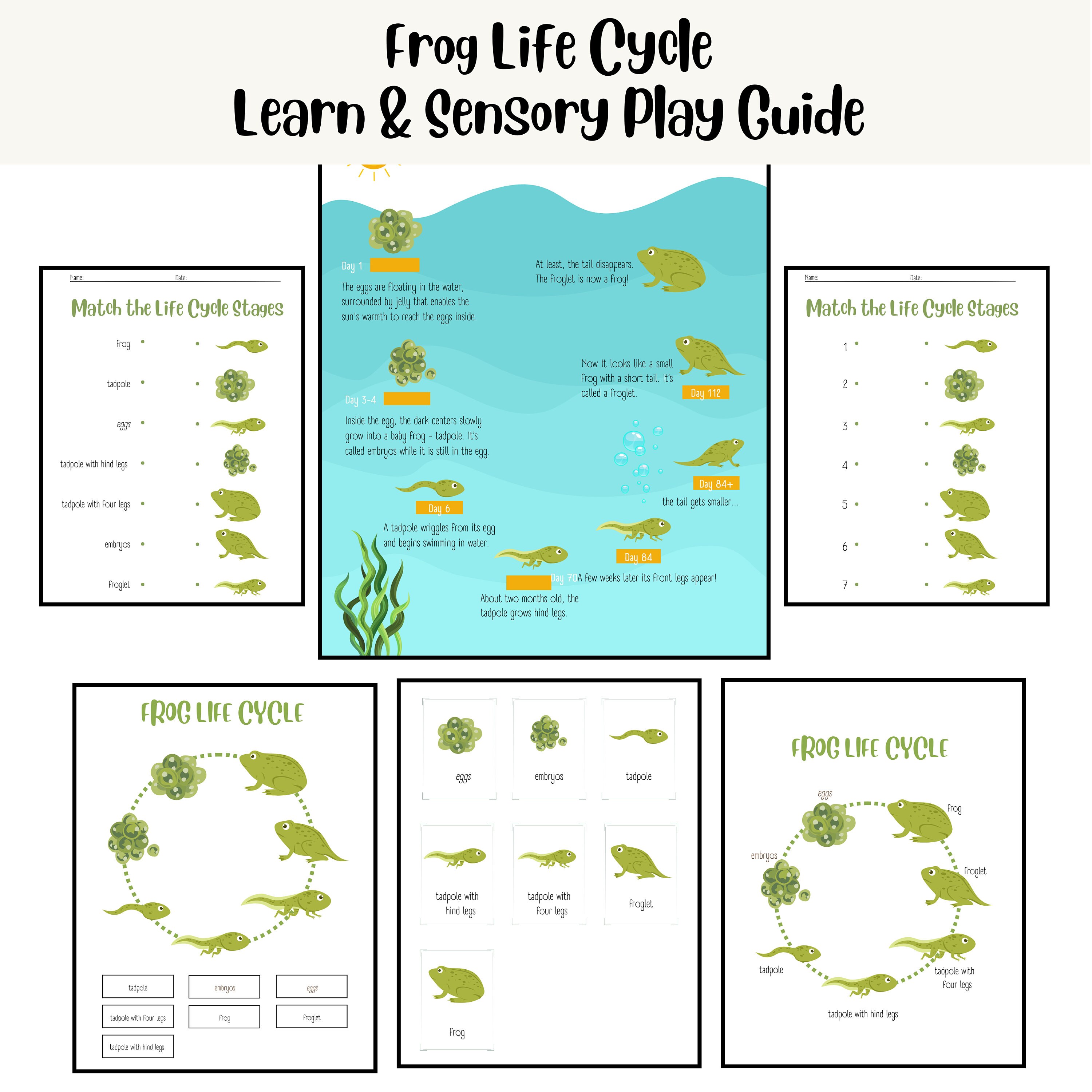 Frog Unit Study Homeschool Resources Frog and Toad Life Cycle & Anatomy ...