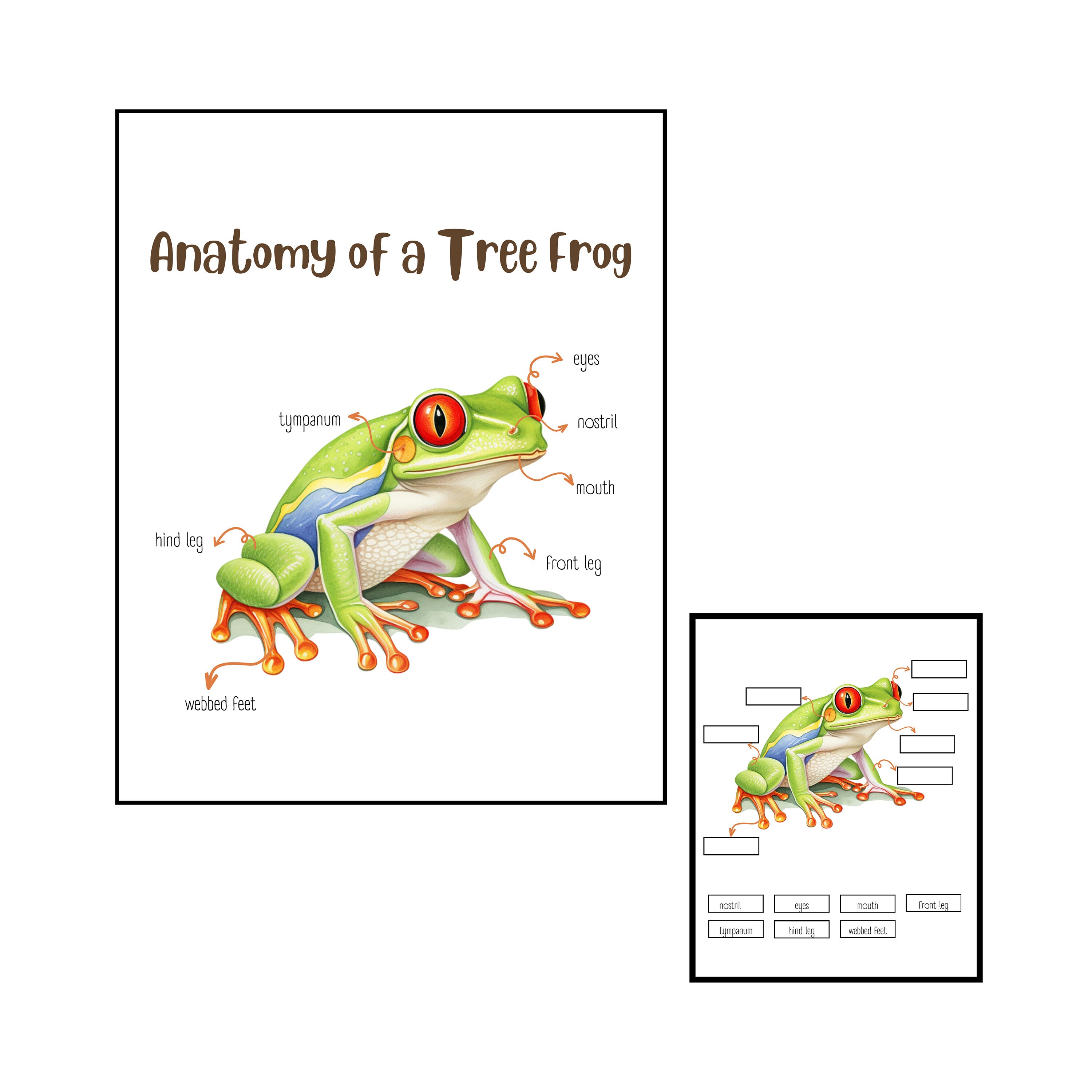 Frog Unit Study Homeschool Resources Frog and Toad Life Cycle & Anatomy ...
