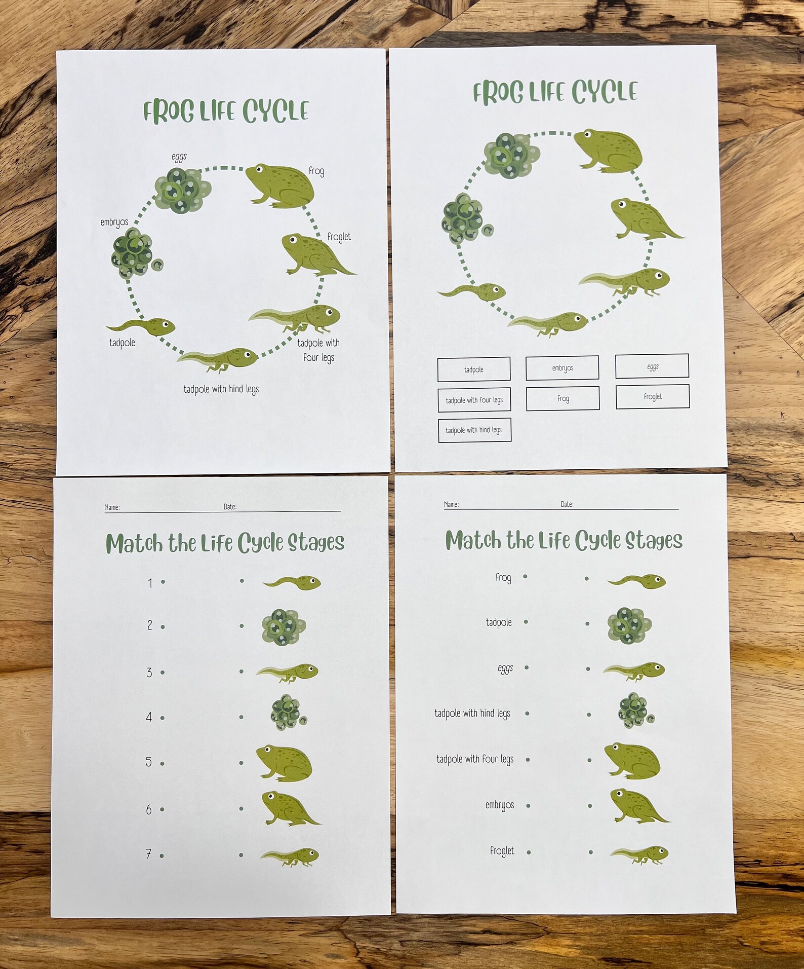 Frog Life Cycle Educational Printable Pack + Bonus Sensory Play Guide ...