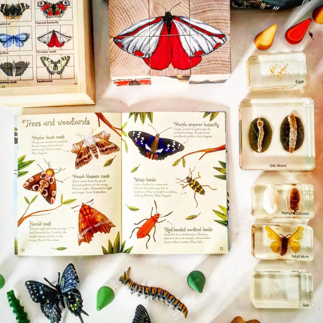 Silkworm Life Cycle Specimen Sensory Play Learning Resource Eggs, Larva ...