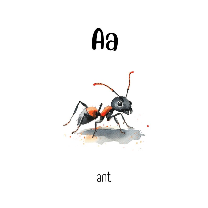 Arthropods A-Z Alphabet Flash Cards Bugs Illustration Artistic ...
