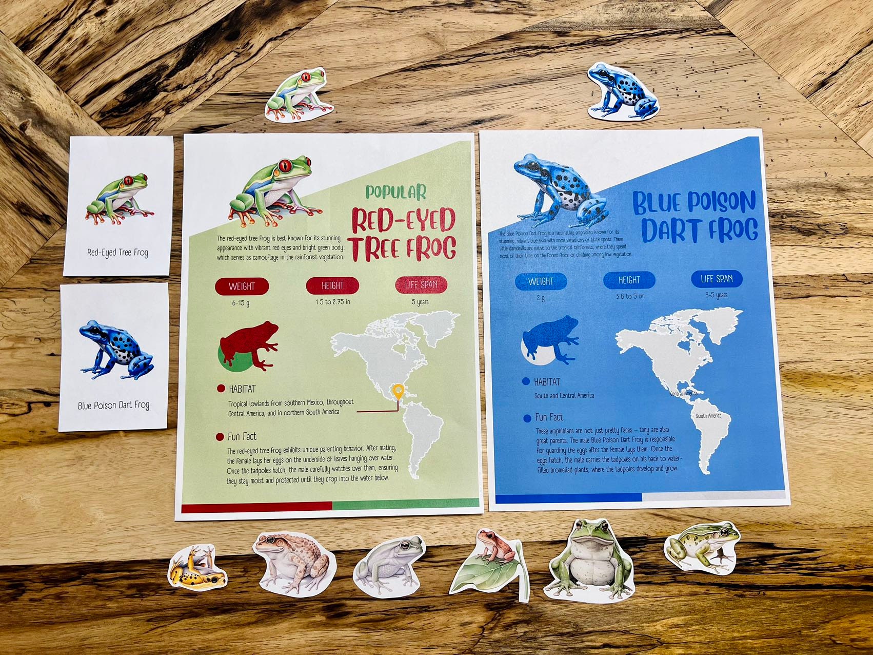 Frog Unit Study 8 Types of Frog: Poison Dart Frog, Grey Tree Frog, Toad ...