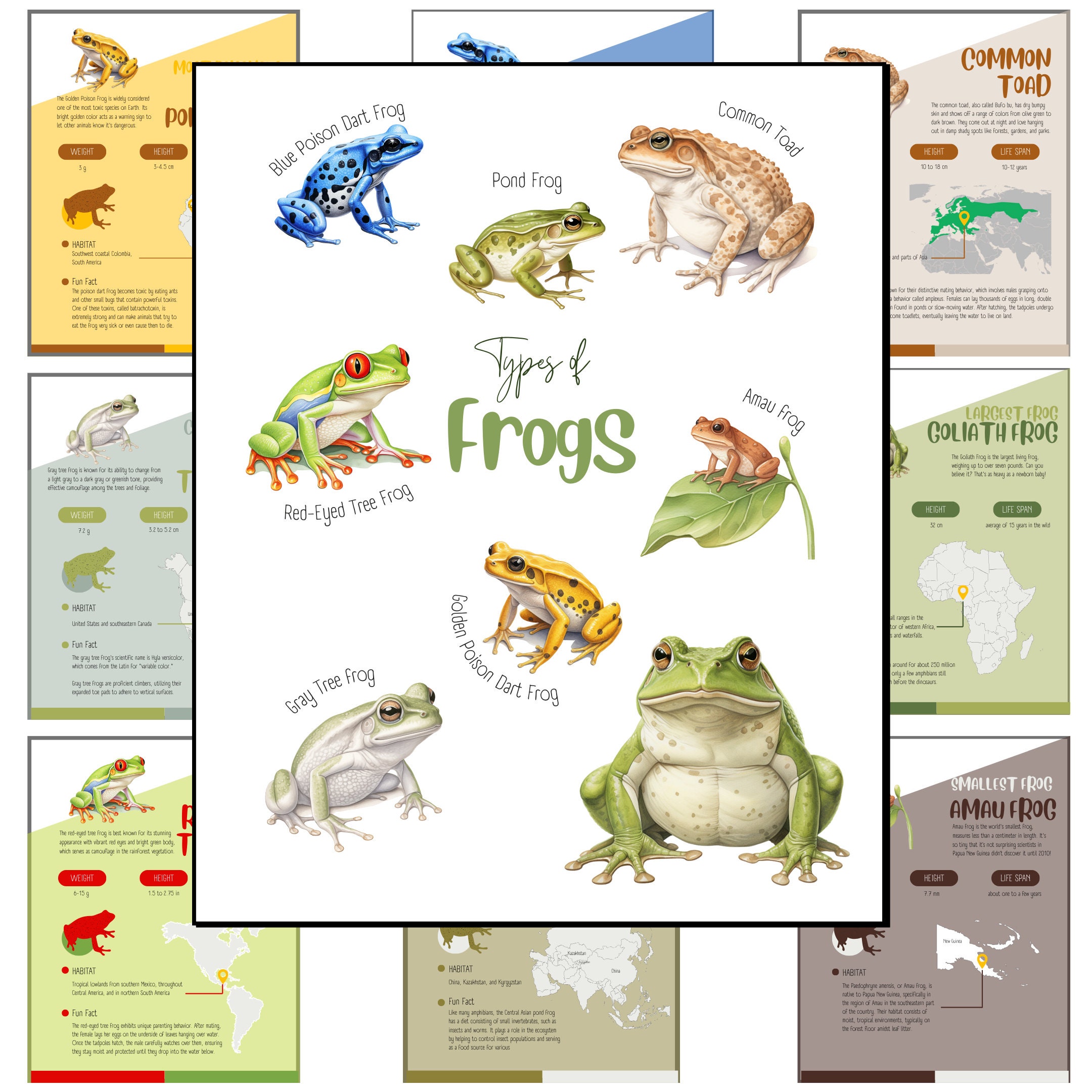 Frog Unit Study Homeschool Resources Frog and Toad Life Cycle & Anatomy ...