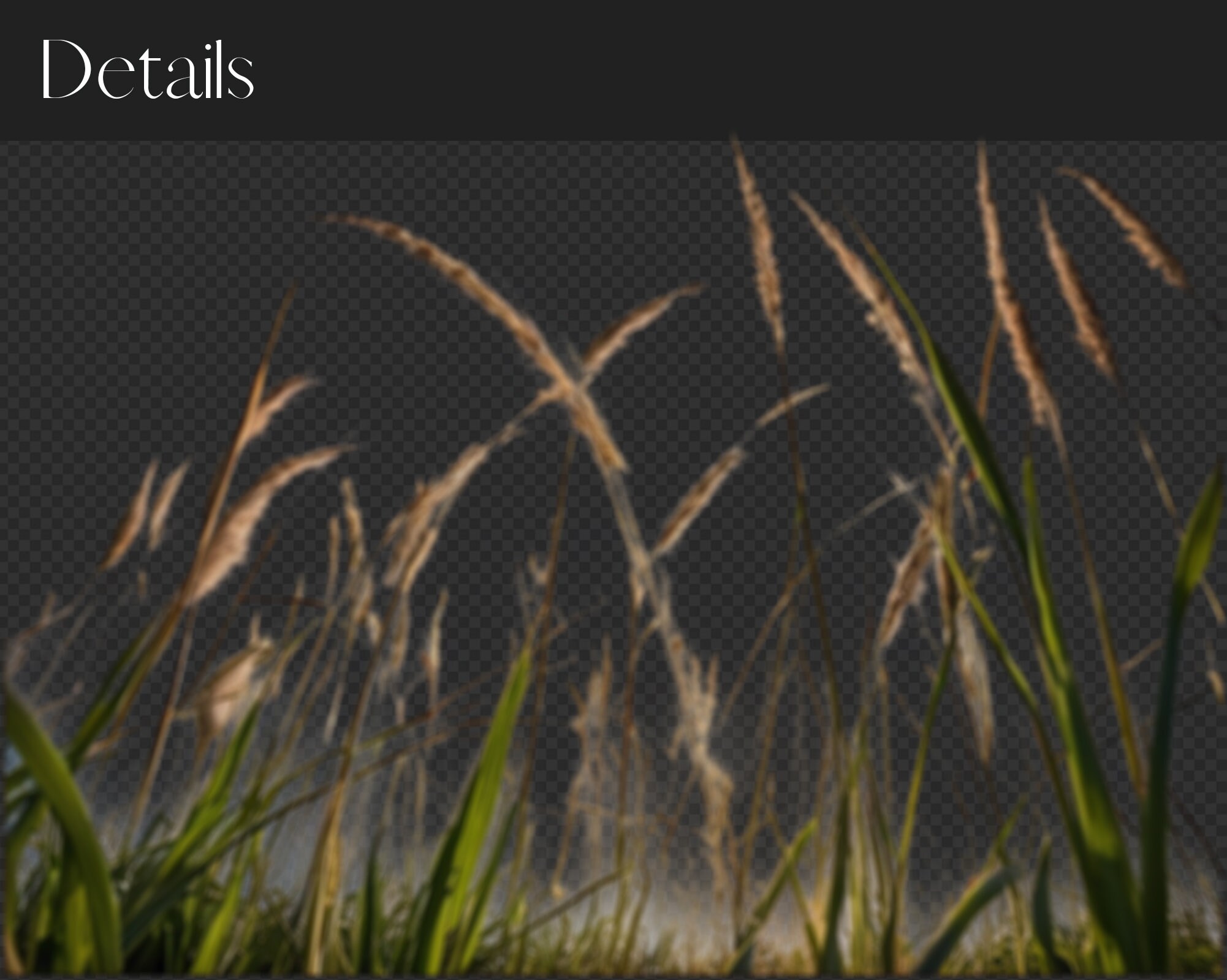 Grass Photo Overlays, Grass Clipart, 25 PNG Files, Summer Photoshop ...