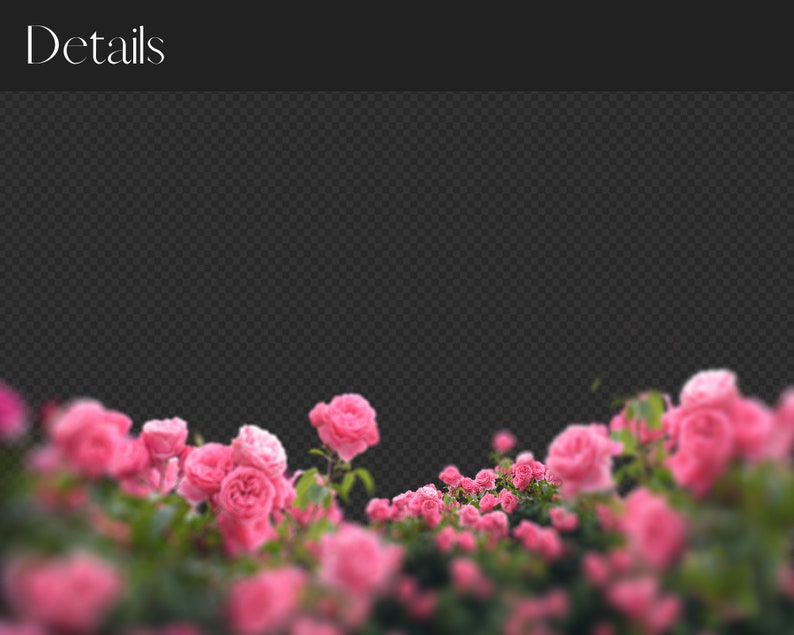 Gently Pink Roses Clipart, Flowers Photo Overlays, 20 PNG Files, Pink ...