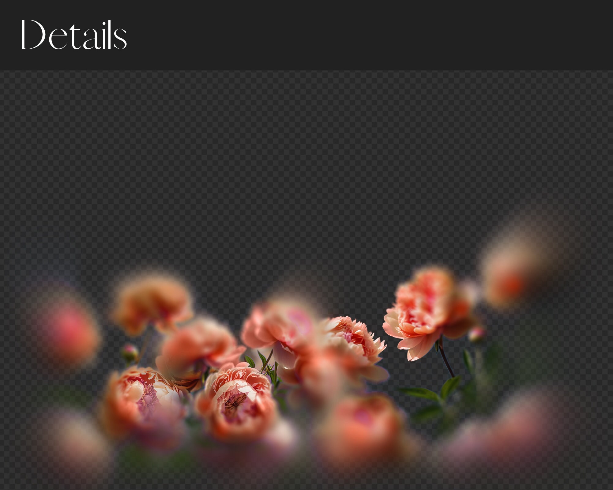 Peach Peonies Photo Overlays: 30 PNG Flower Clipart (commercial Use) - Etsy