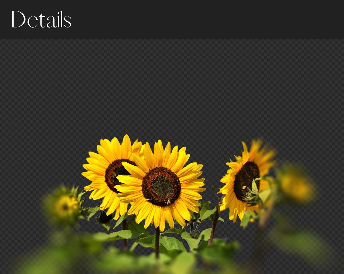 Sunflowers Photo Overlays: 30 Yellow Flower PNG Clipart (digital ...
