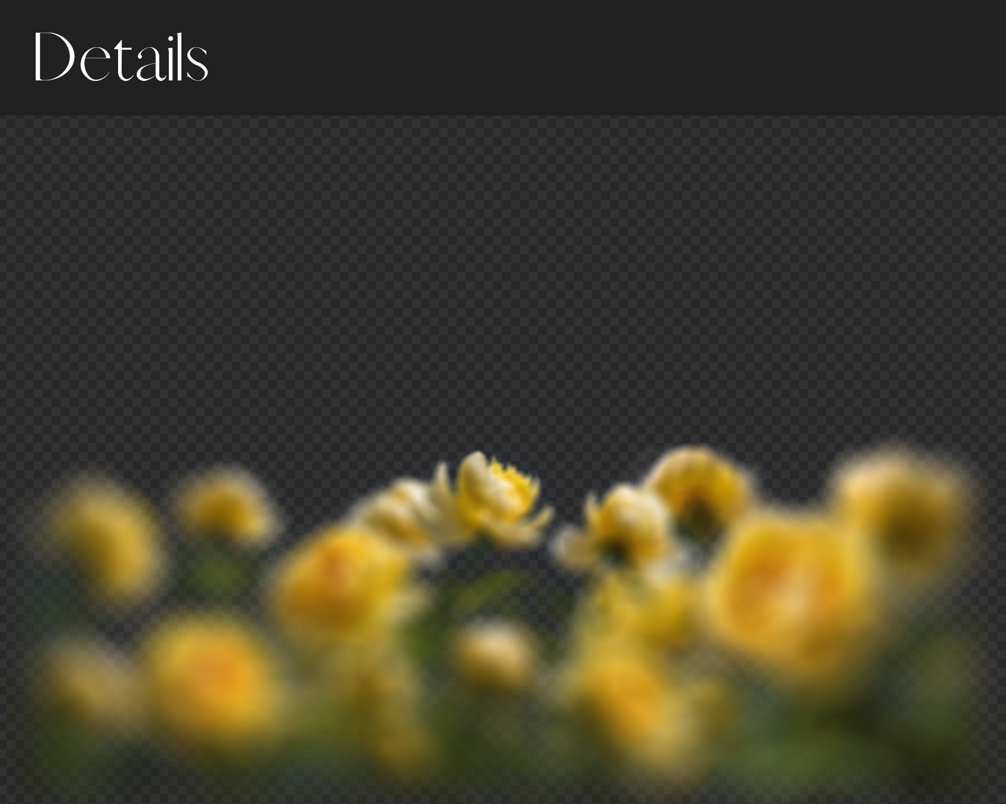 Yellow Peonies Photo Overlays, 20 PNG Files, Peony Clipart, Yellow ...