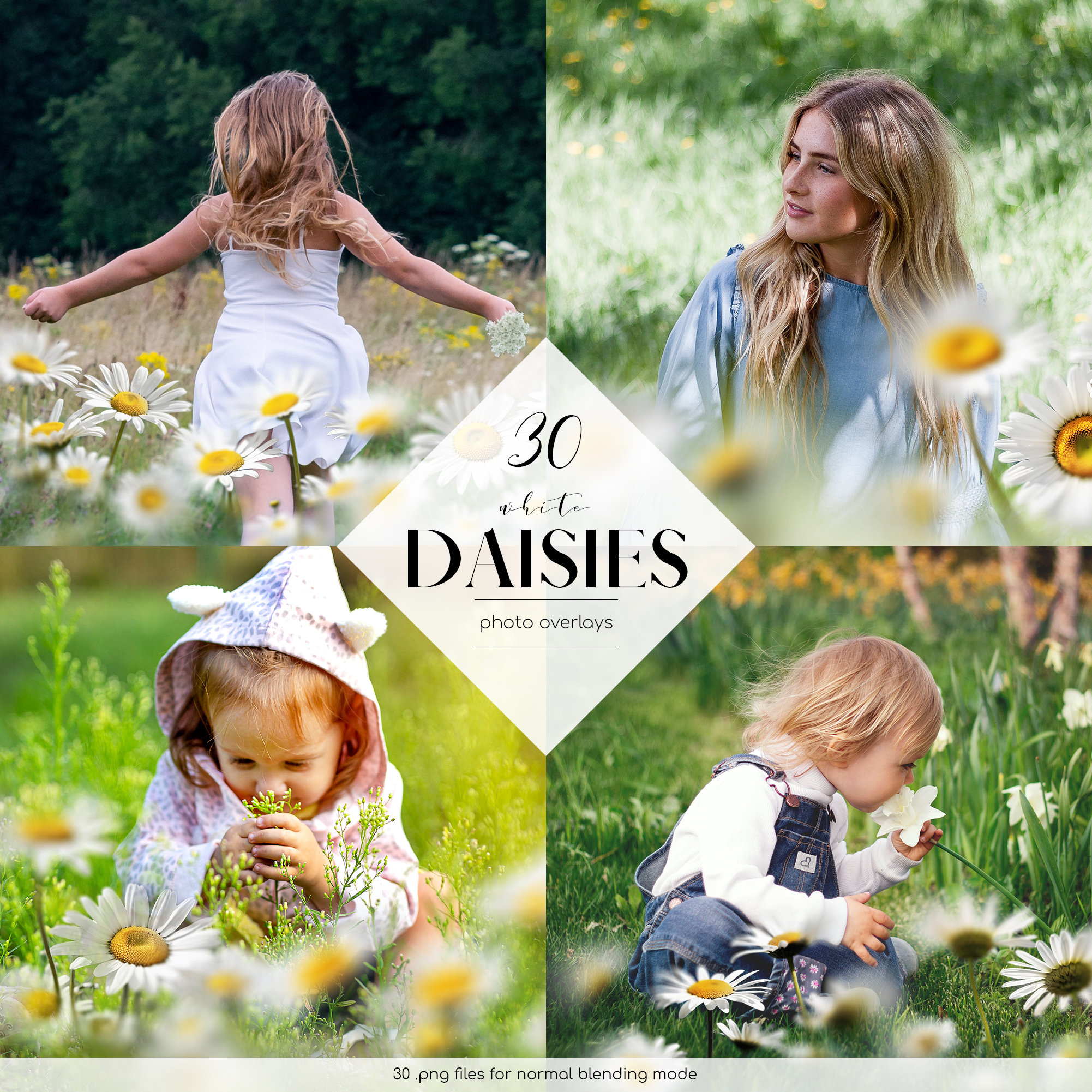 White Daisy Photo Overlays: Wildflower PNG Clipart (30 Files) (digital ...