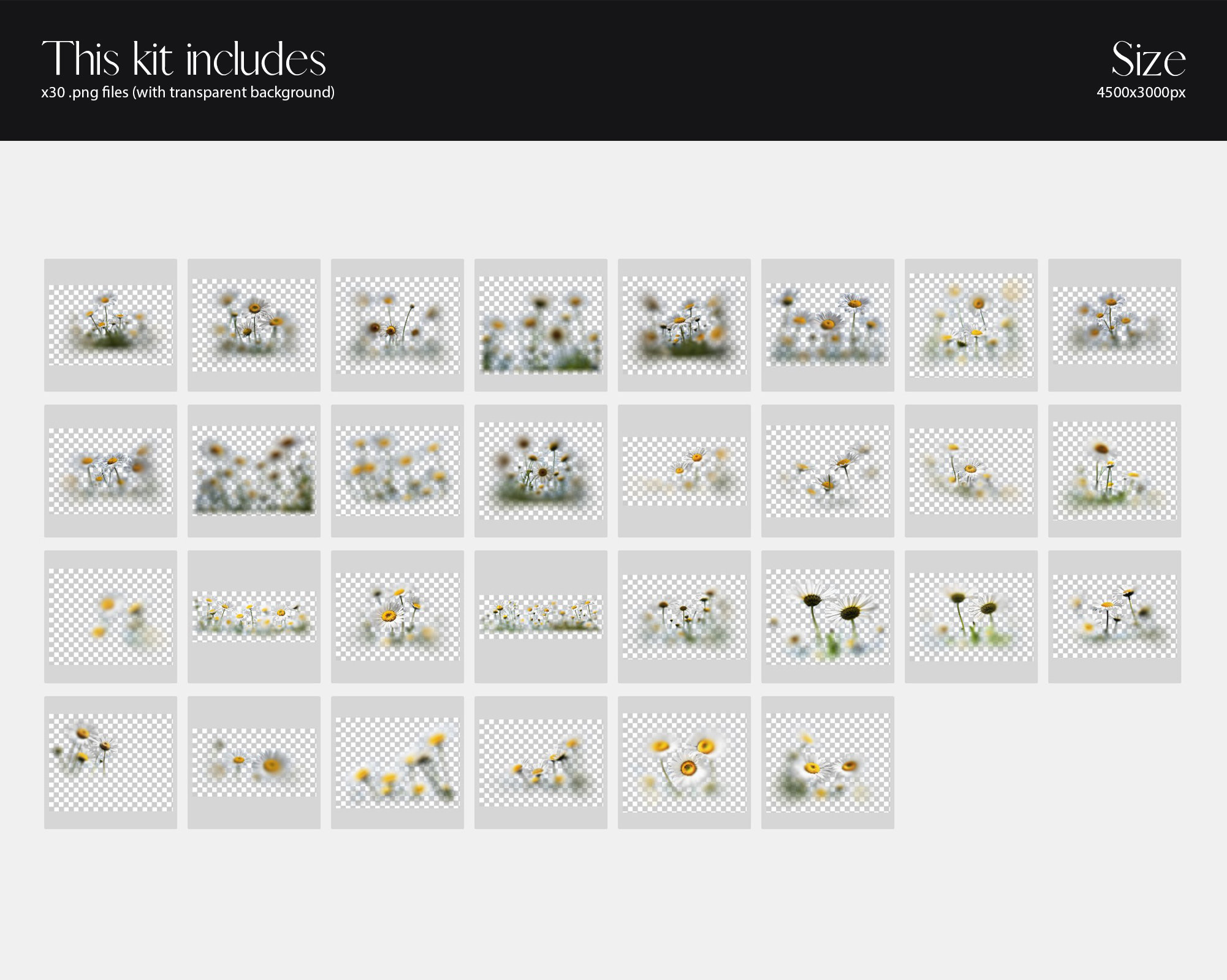 White Daisy Photo Overlays: Wildflower PNG Clipart (30 Files) (digital ...