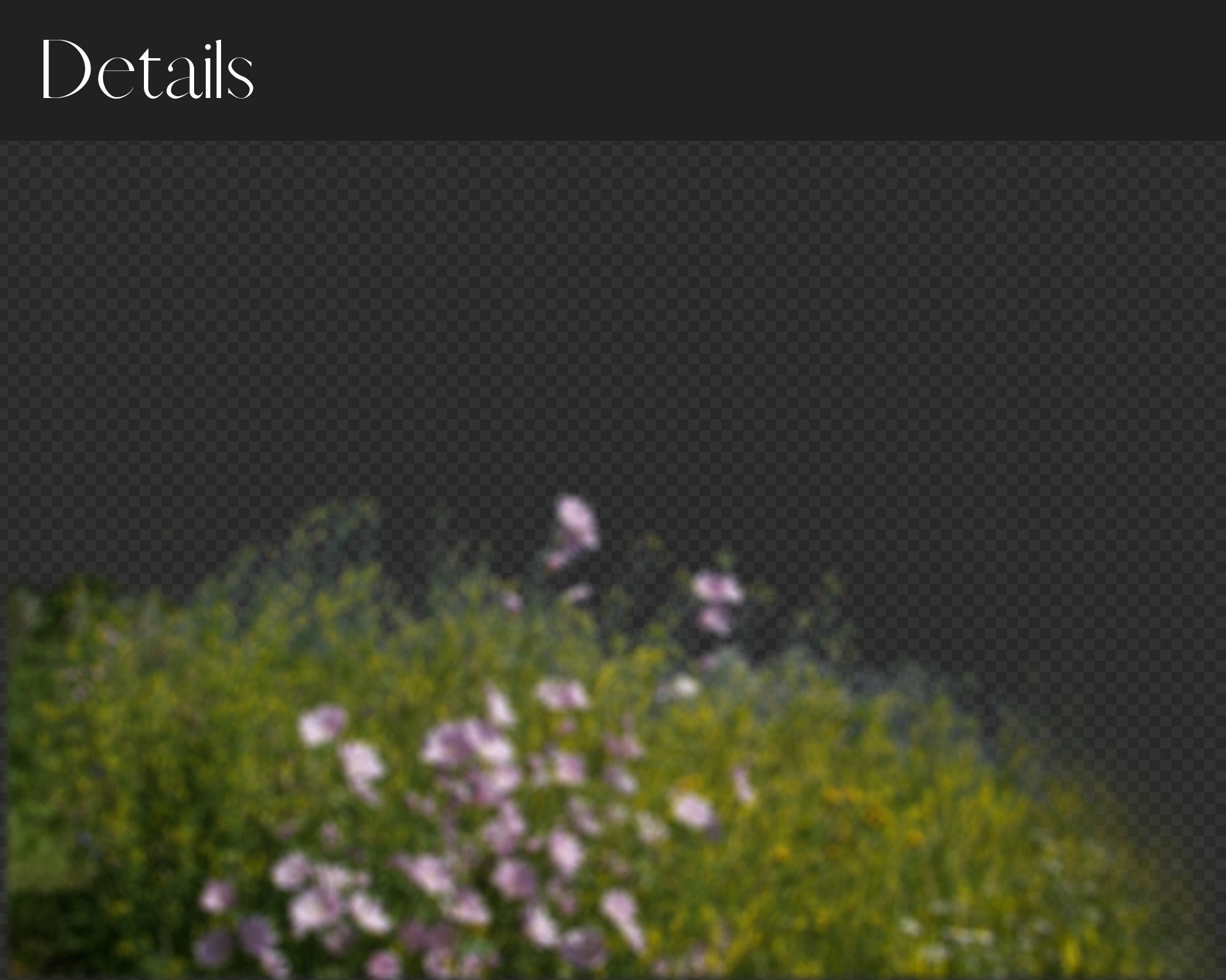 Rainbow Wildflowers Photo Overlays, Wild Flowers Clipart, 60 PNG Files ...