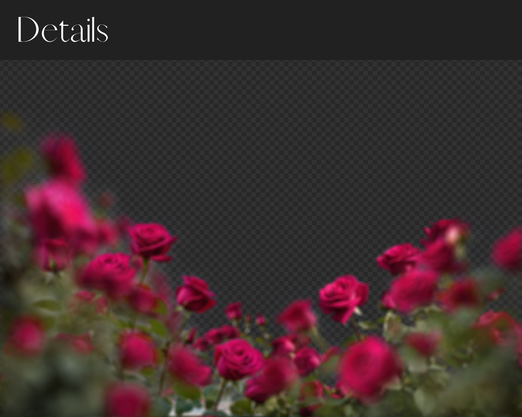 Dark Pink Roses Photo Overlays: 25 PNG Clipart (commercial Use) - Etsy