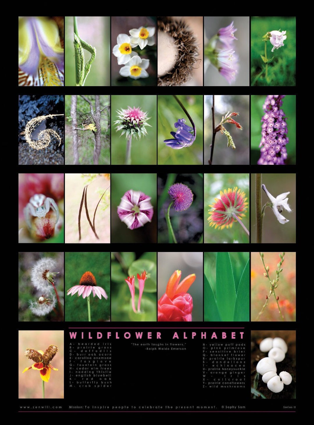Wildflower Alphabet Poster, Flowers, Art, Nature, Natural, Print, Wall ...