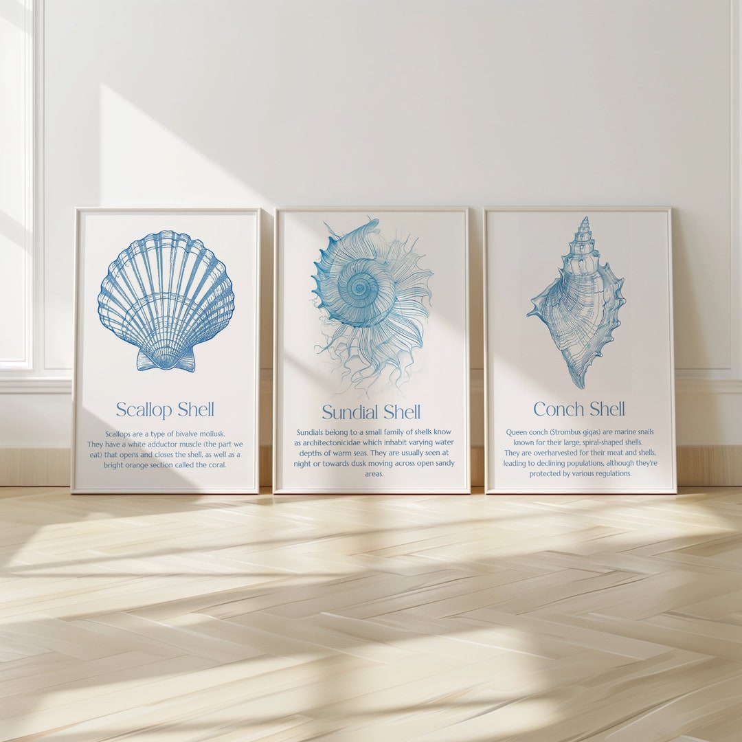 Coastal Seashell 3 Piece Wall Art, Light Blue Prints Beach House Decor ...