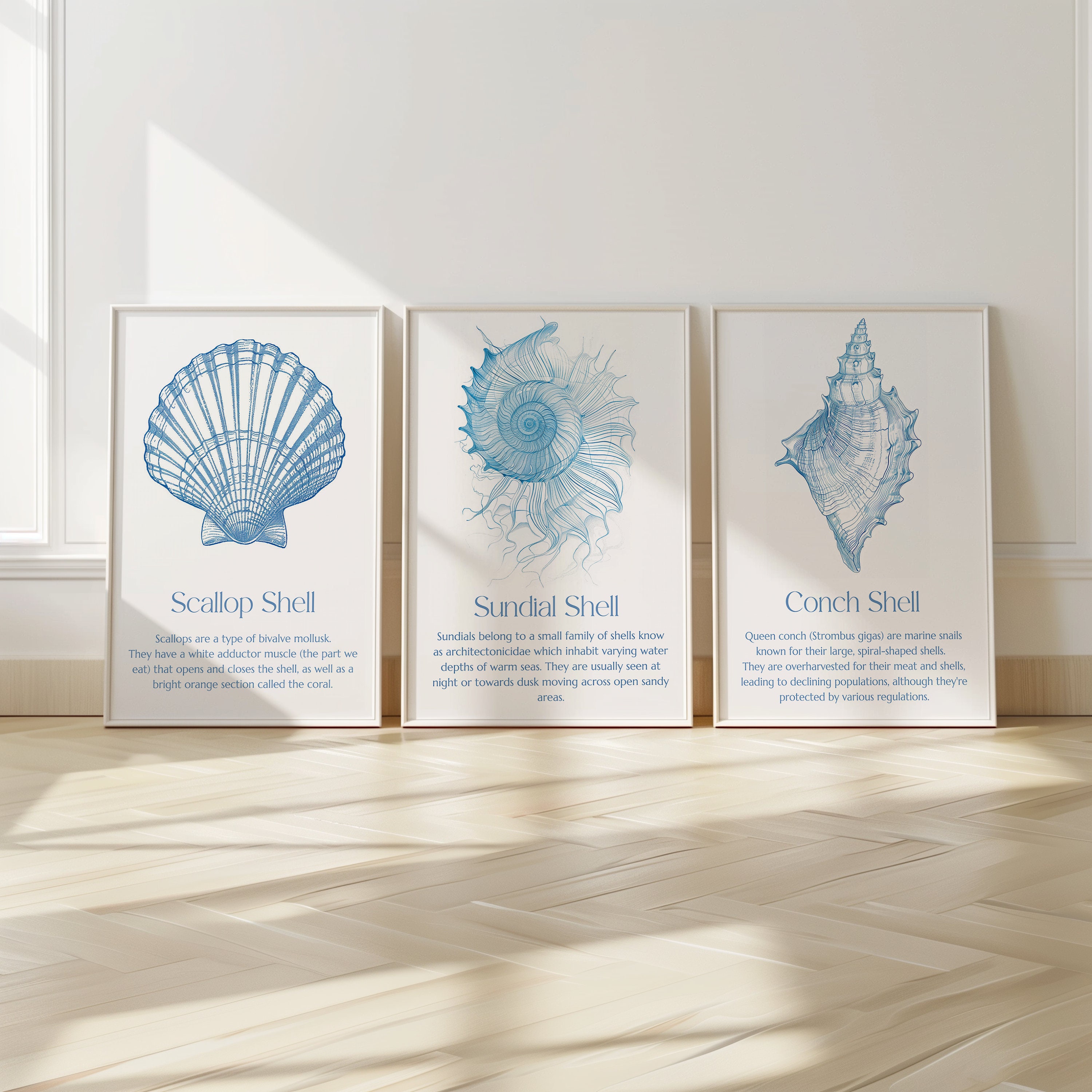 Coastal Seashell 3 Piece Wall Art, Light Blue Prints Beach House Decor ...