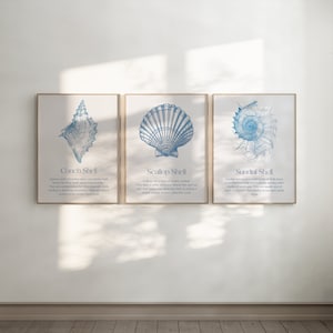 Coastal Seashell 3 Piece Wall Art, Light Blue Prints Beach House Decor ...