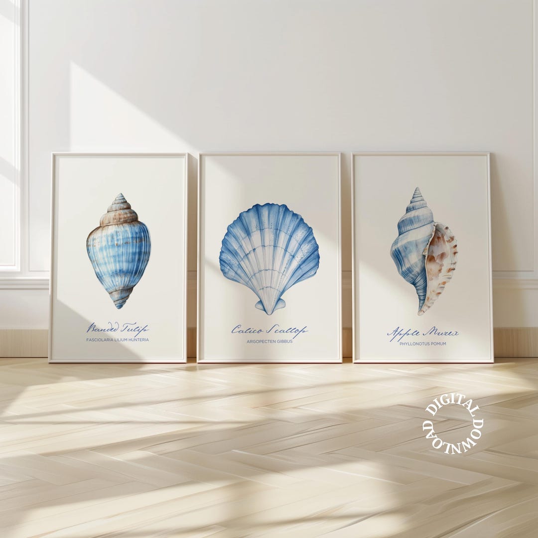 Coastal Seashell Set of 3, Light Blue Prints Beach House Decor Nautical ...