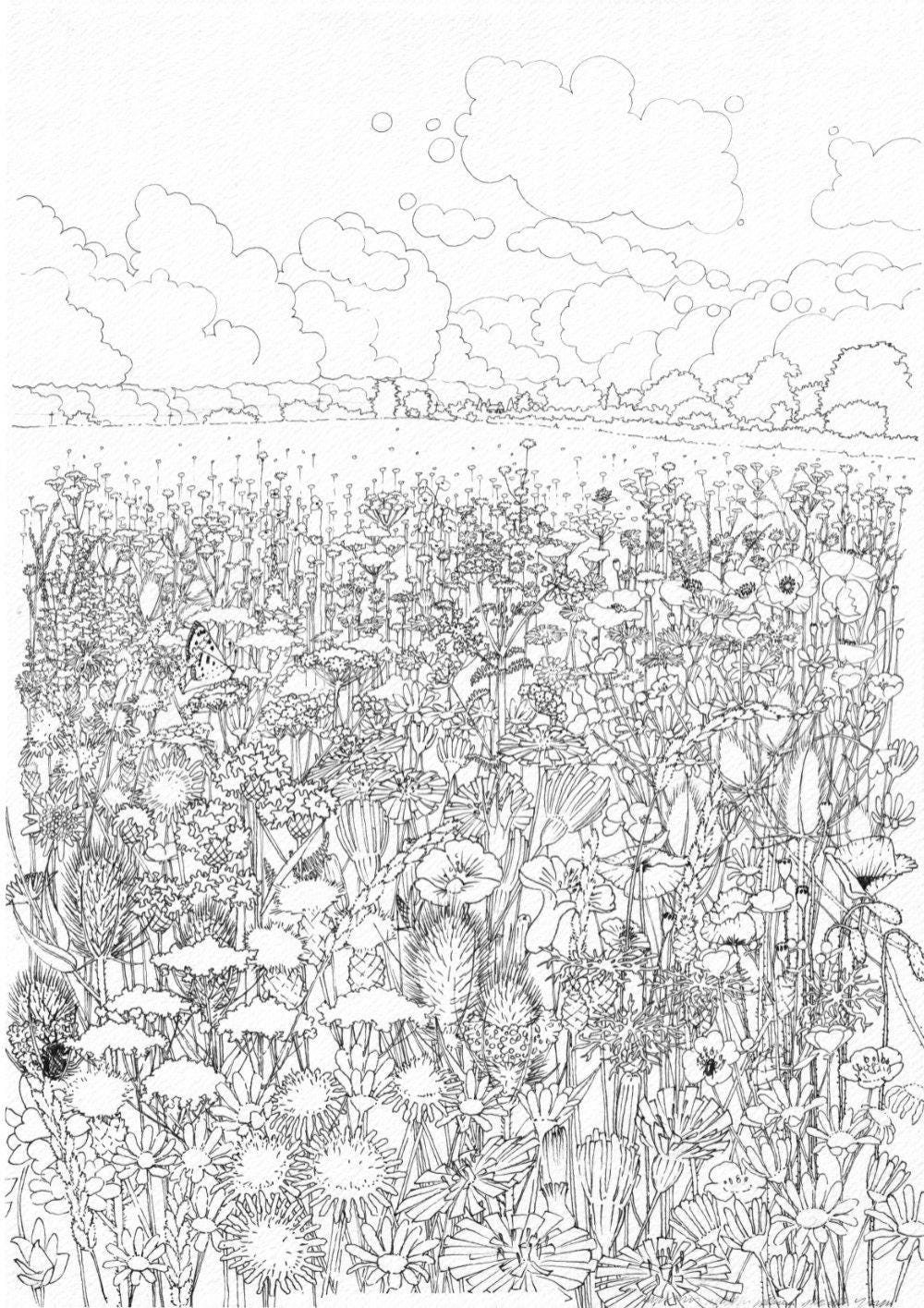 A3 Print of Pen & Ink Drawing 'english Meadow'. Super Detailed Line ...