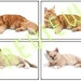 Learning Cards - Set of 16 Matching Cards for Learner Readiness - Etsy