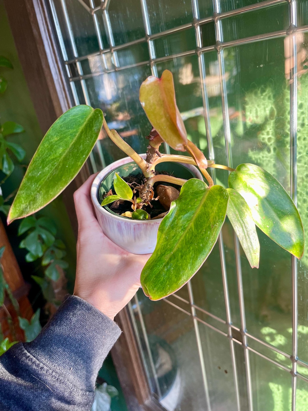 Philodendron Painted Lady - Etsy