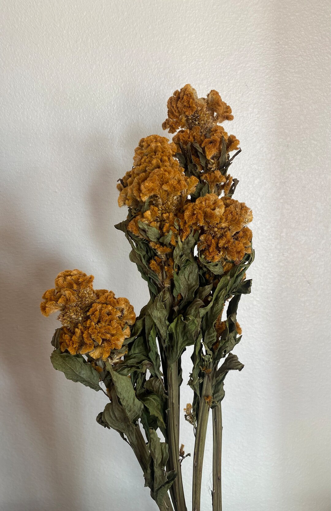 Dried Gold Cockscomb - Etsy