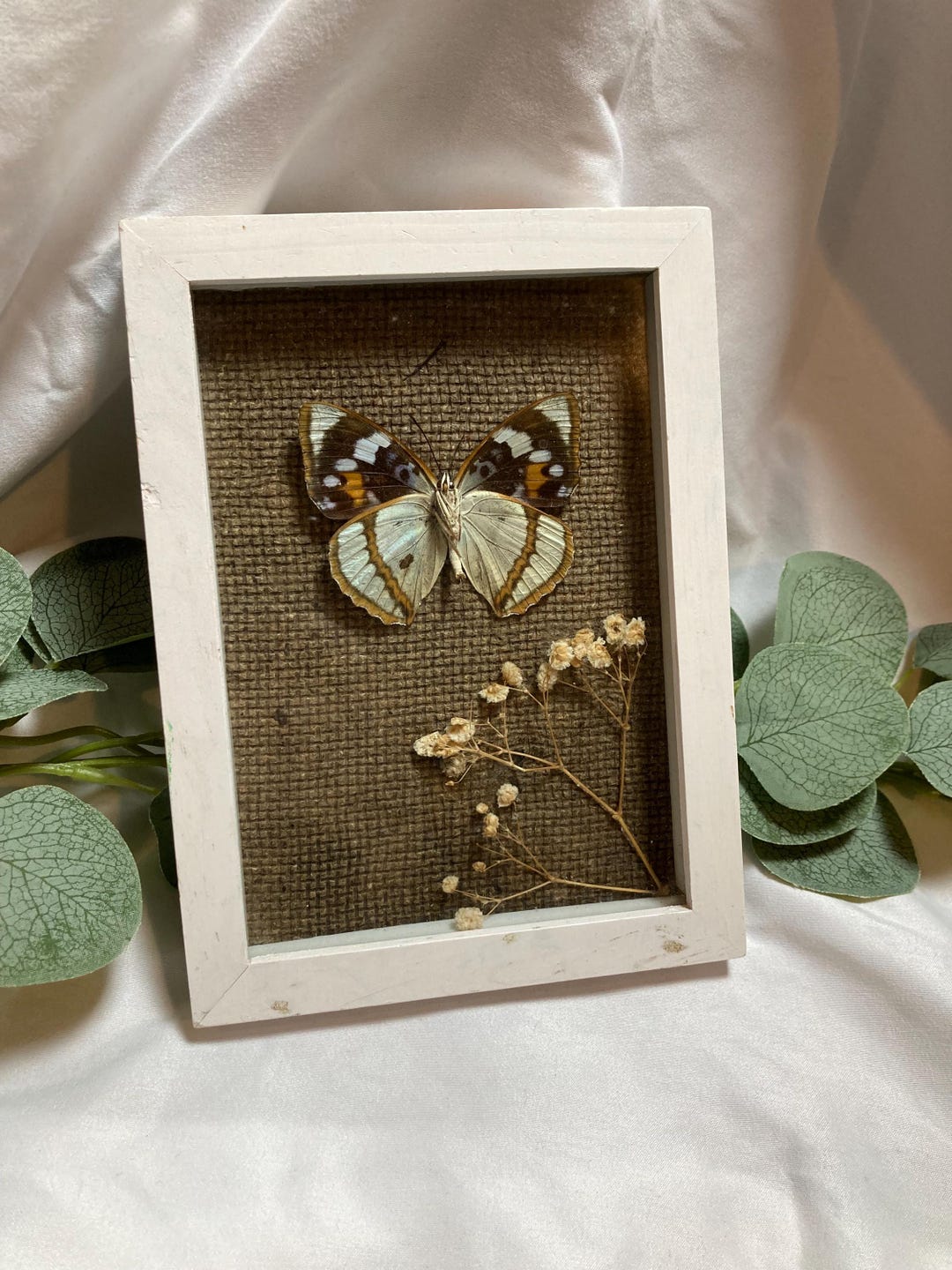 Pinned Butterfly Frame - Etsy