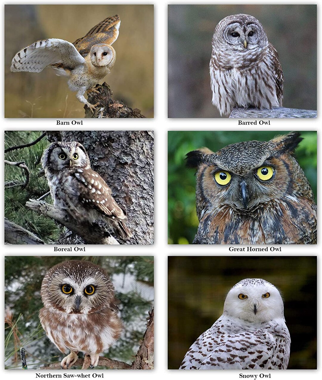 Owl Notecards With Identification on Back 12 or 24 Count-blank Inside ...