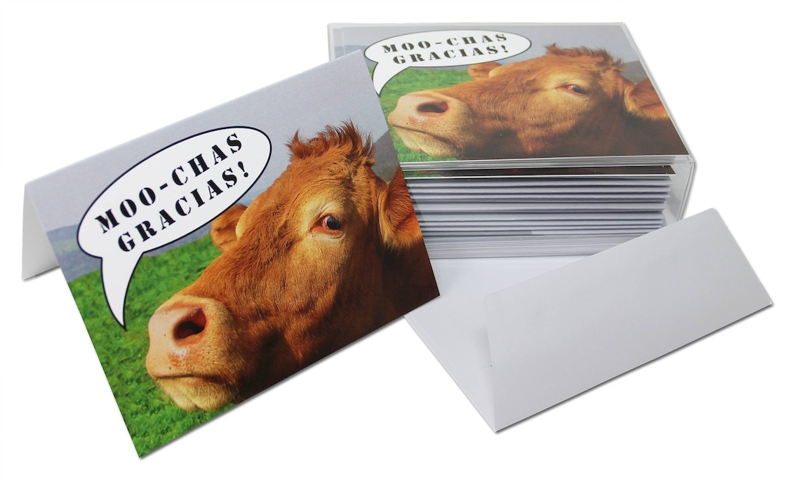 Moo-chas Gracias Cow Thank You Cards 12 or 24 Count - Blank Inside With ...