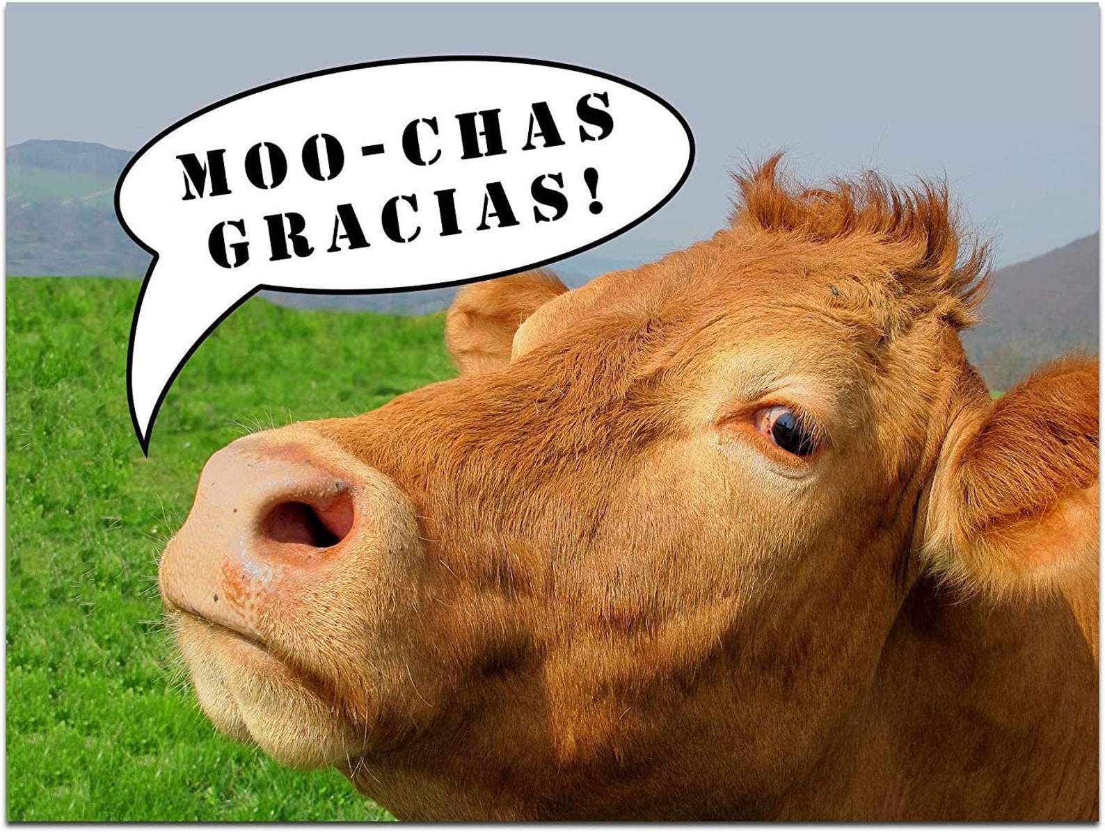 Moo-chas Gracias Cow Thank You Cards 12 or 24 Count - Blank Inside With ...