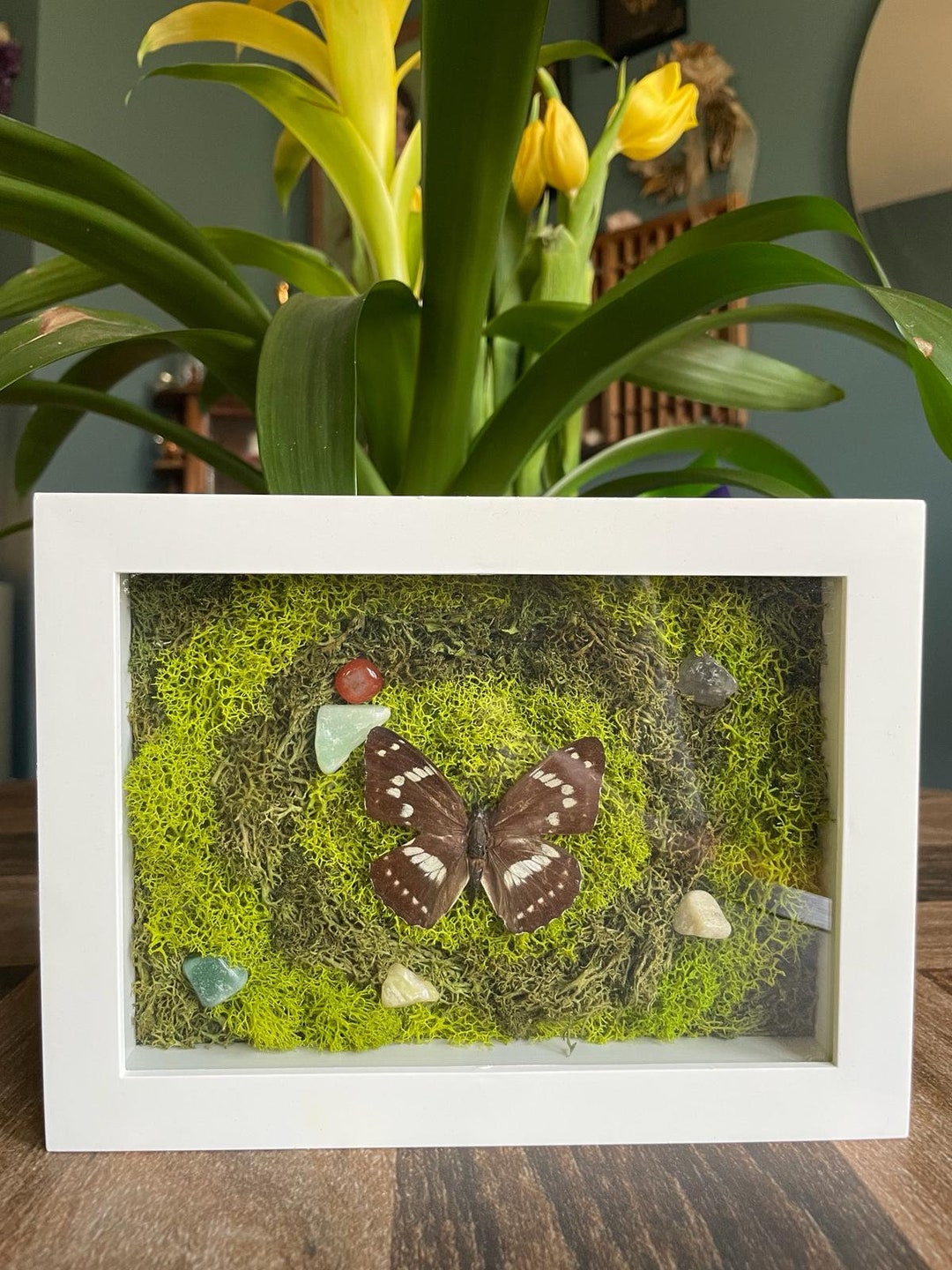Swirling Moss Butterfly Shadowbox - Etsy