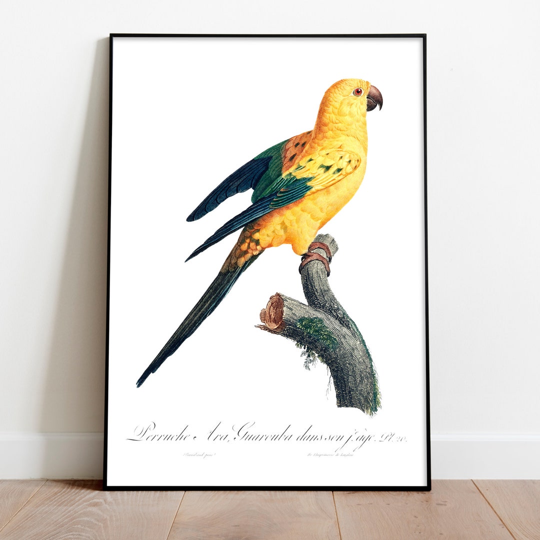 The Sun Parakeet Printable Vintage Poster From Natural History of ...