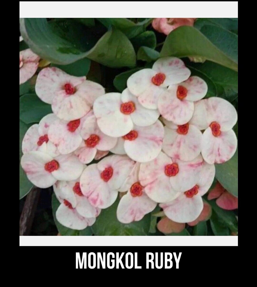 Mongkol Ruby Thai Small Plant Rooted Corona De Cristo COT Plant Rare ...