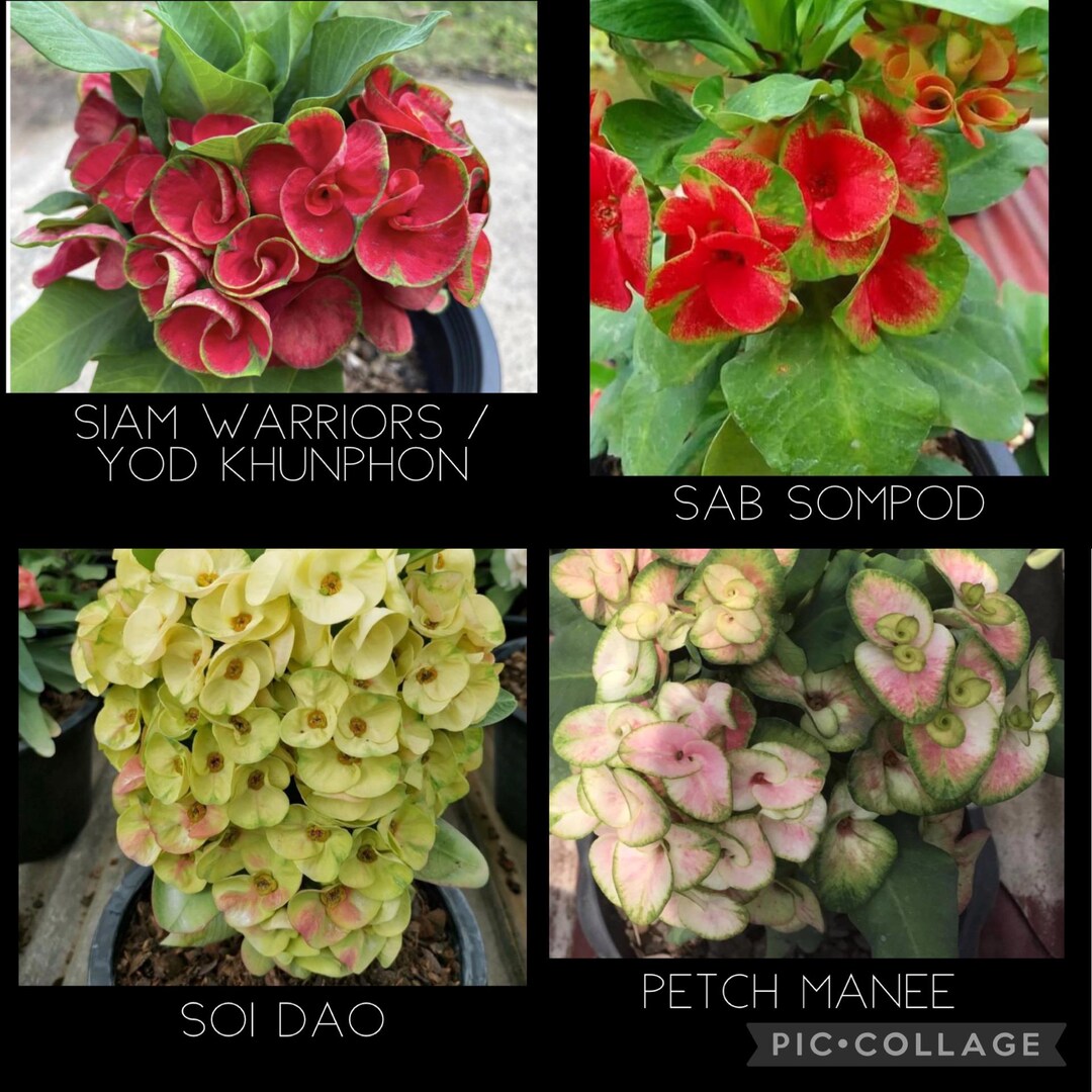 Crown of Thorns Rooted Lot of 4 Plants Corona De Cristo COT Plant Rare ...