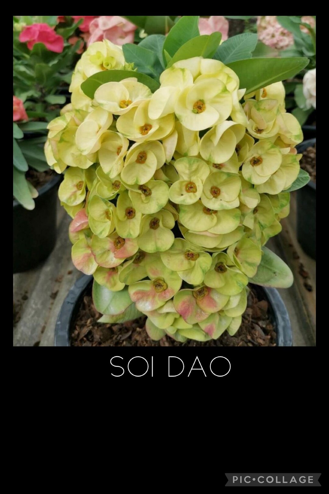 Crown of Thorns Soi Dao Plant Thai Rooted Euphorbia Milii Corona De ...