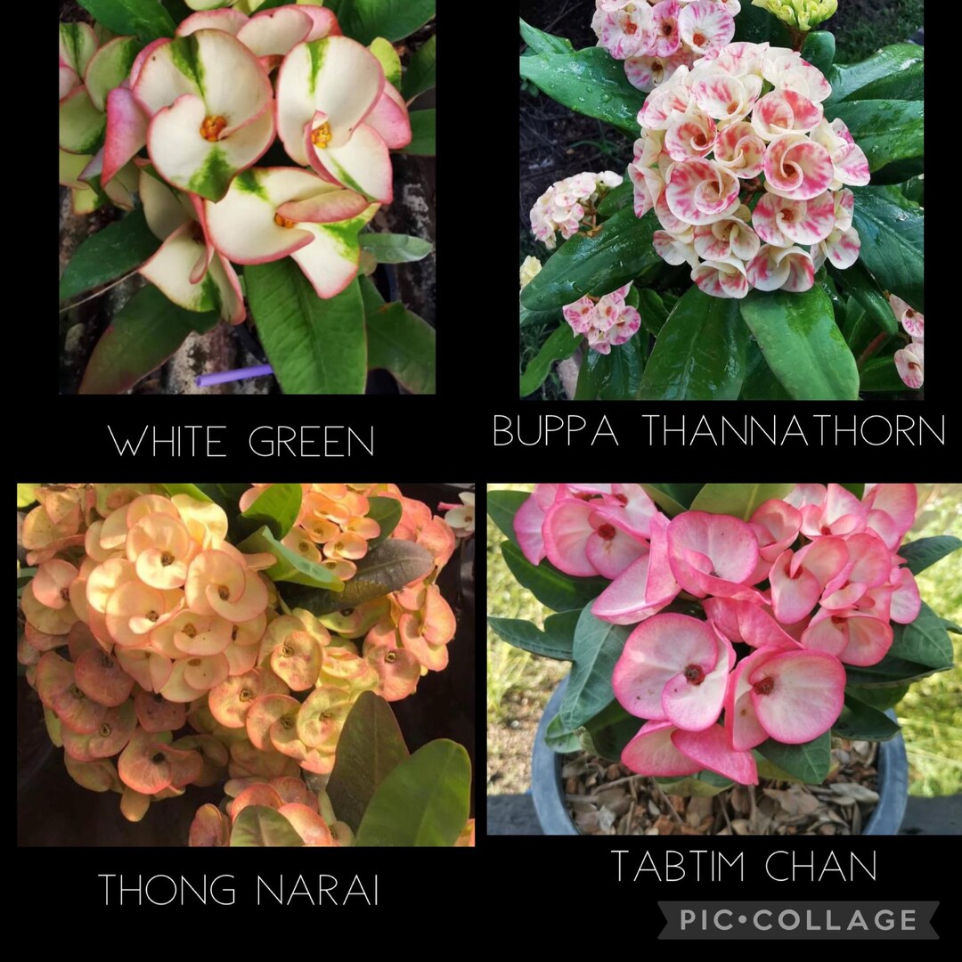 Crown of Thorns Rooted Lot of 4 Plants Corona De Cristo COT Plant Rare ...